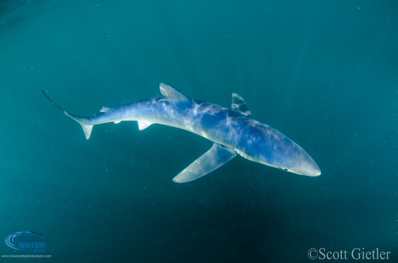 Blue Sharks in California – amazing trip - In Focus Underwater ...