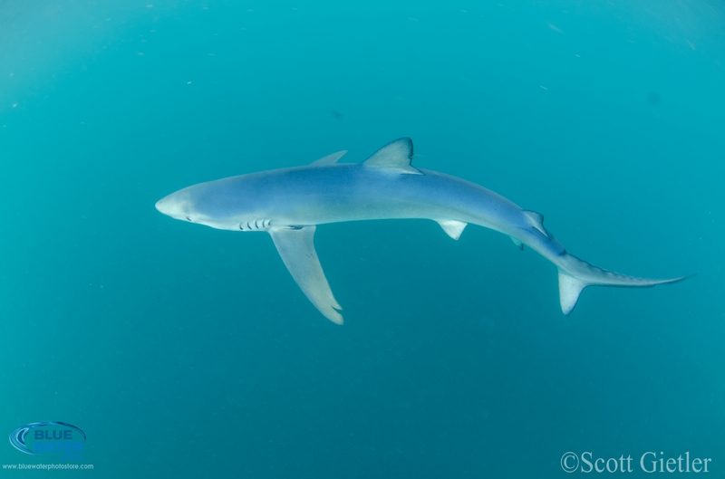 Blue Sharks in California – amazing trip - In Focus Underwater ...