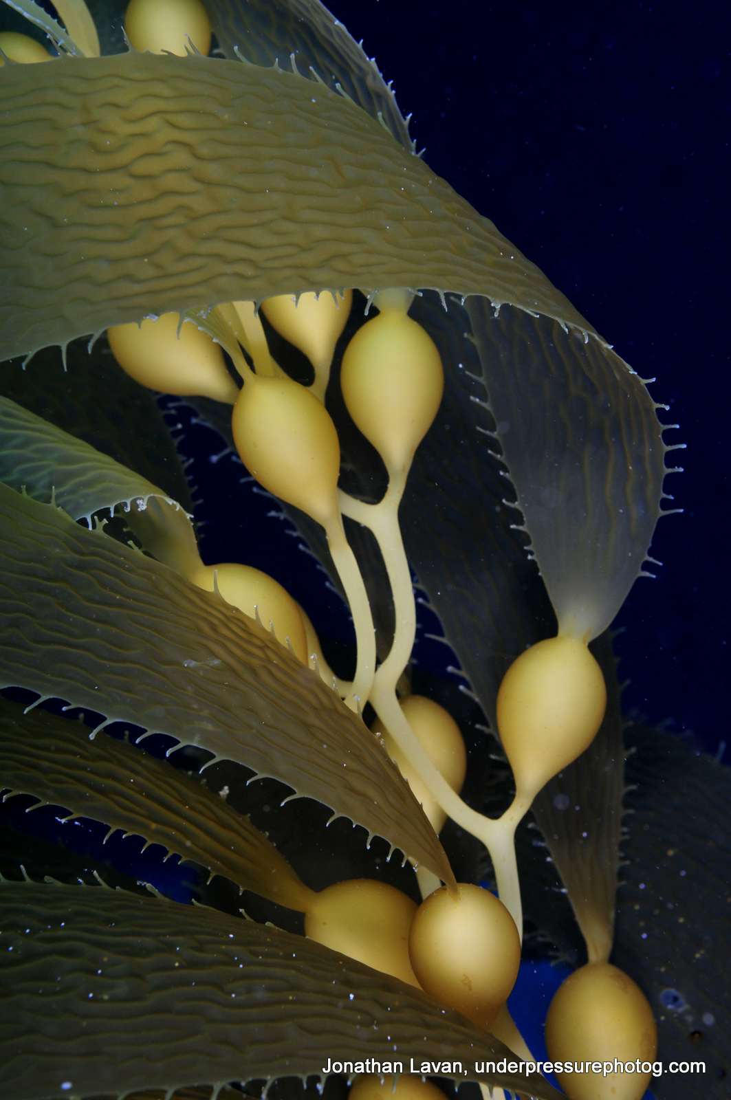 A Beginner’s Guide to California Underwater Photo Composition - In ...