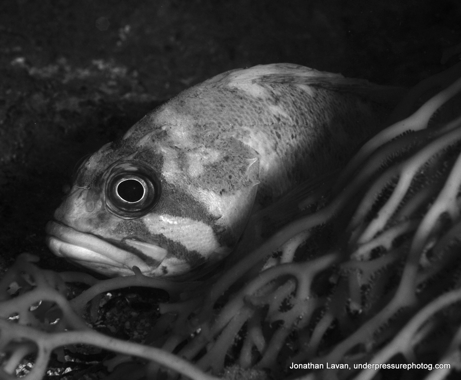 A Beginner’s Guide to California Underwater Photo Composition - In ...